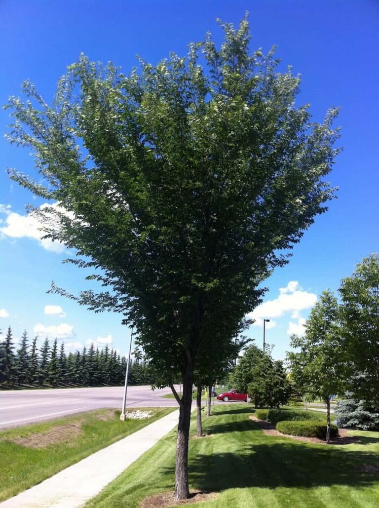 Low Maintenance Trees for Your Yard | ArborCare®