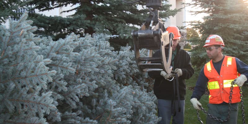 More Information on Pruning & Topping Your Trees | ArborCare Tree Service