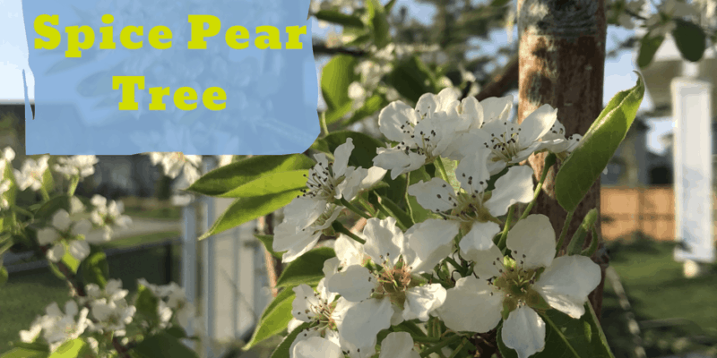 Tree of the Month | ArborCare®