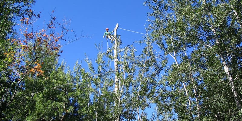 Discover the World of Trees | ArborCare Tree Service