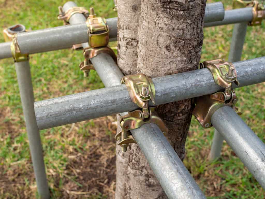 Signs your tree needs support | ArborCare