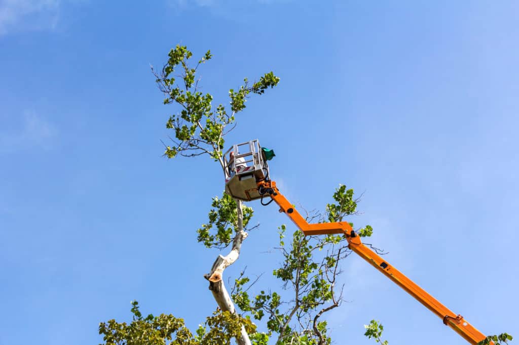 Tree pruning and utility line clearing | ArborCare