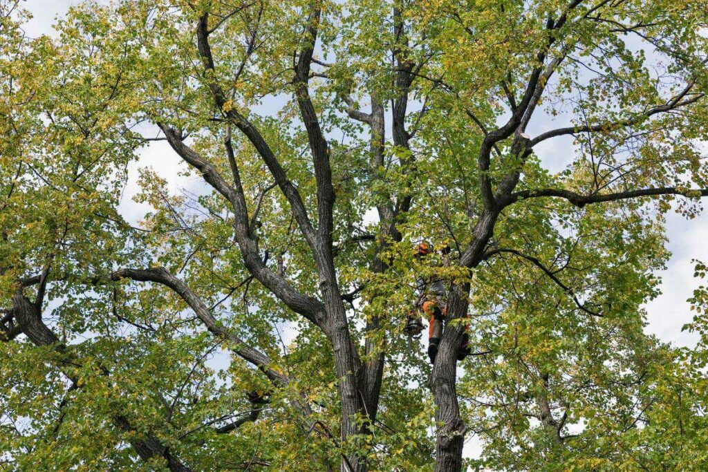 Tree Topping Vs Crown Reduction: Which Is Better For Your Tree? | ArborCare