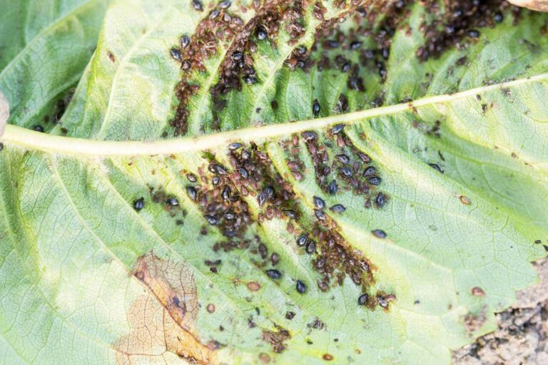How To Get Rid Of Aphids On Plants And Trees – ArborCare®