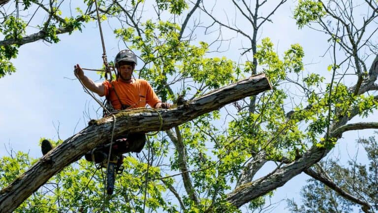 Tree Services Arborist Calgary | ArborCare®