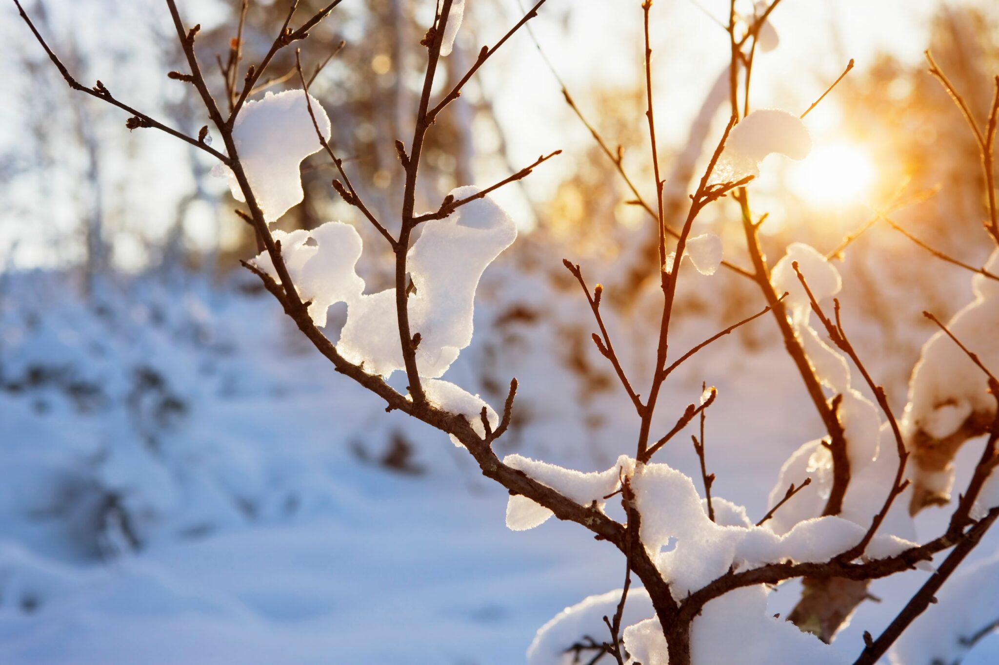 Arborist Calgary | ArborCare®